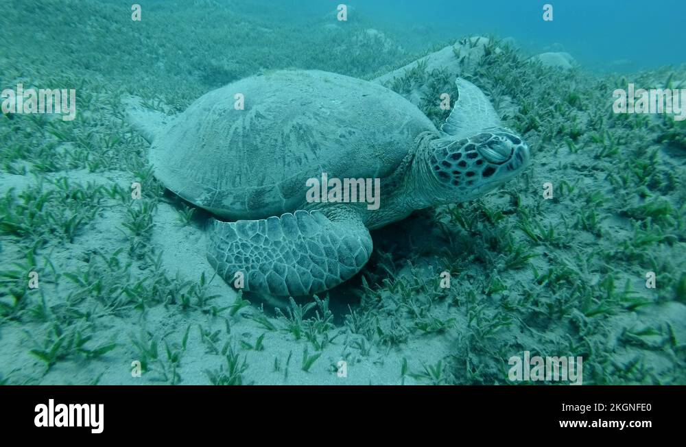 Green sea turtle in current Stock Videos & Footage - HD and 4K Video Clips - Alamy
