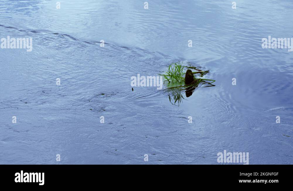 Small snag and grass growing near in river with rapid current. River in ...