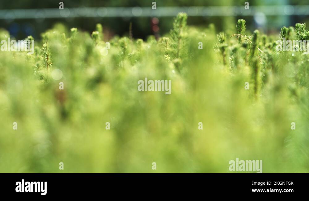 Cultivation of pine trees from seedlings grown from seeds. Growing pine ...