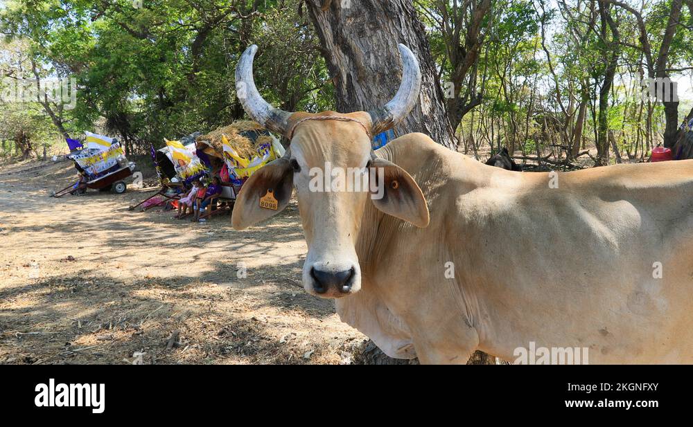 Nicaragua cow Stock Videos & Footage - HD and 4K Video Clips - Alamy
