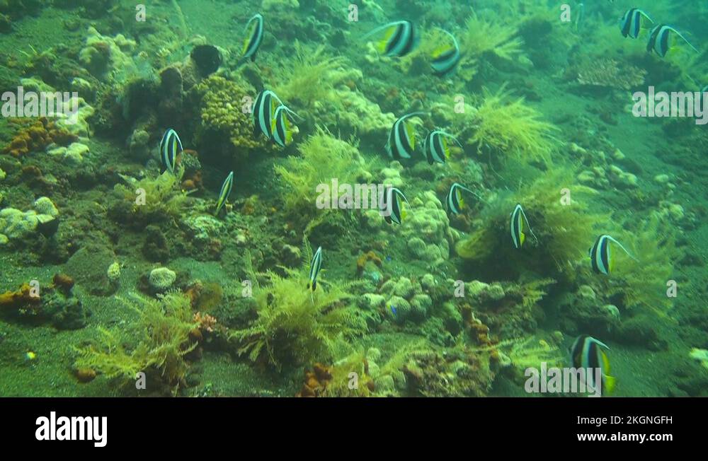Longfin bannerfish Stock Videos & Footage - HD and 4K Video Clips - Alamy