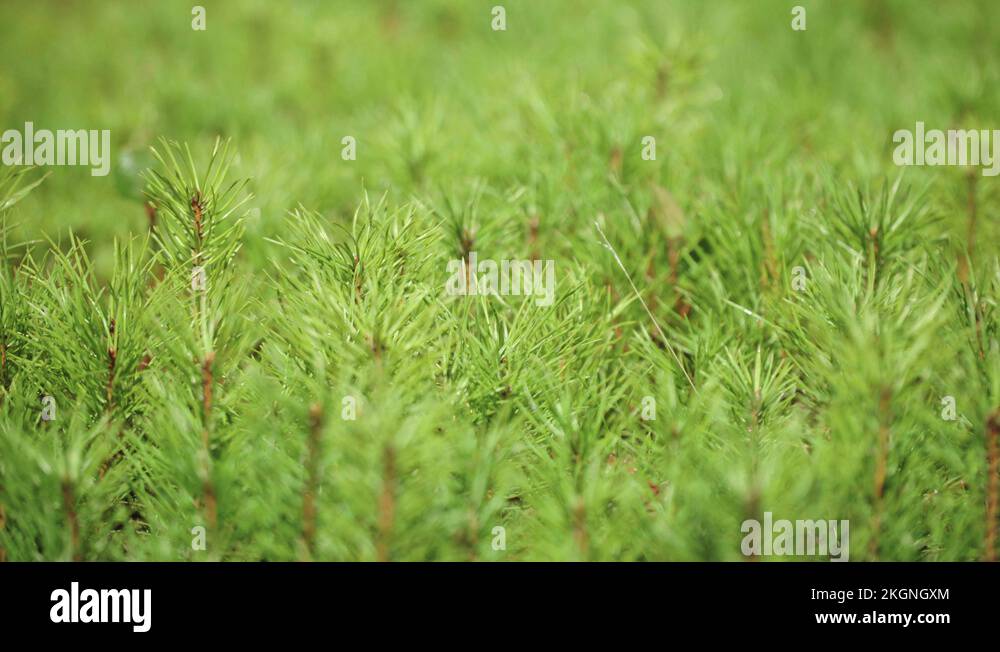 Seeds from trees Stock Videos & Footage - HD and 4K Video Clips - Alamy
