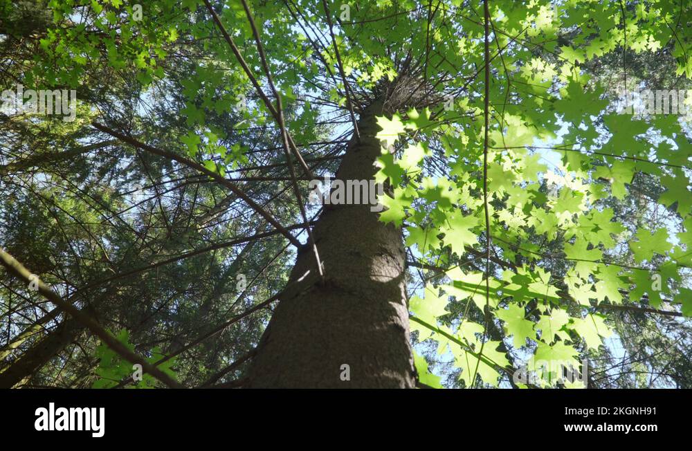 Tall maple tree Stock Videos & Footage - HD and 4K Video Clips - Alamy