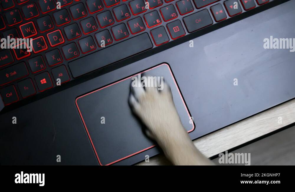 Touchpad on a laptop Stock Videos & Footage - HD and 4K Video Clips - Alamy