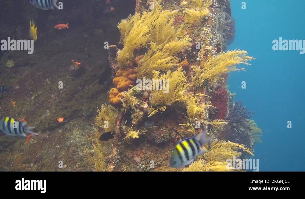 Indo pacific Stock Videos & Footage - HD and 4K Video Clips - Alamy