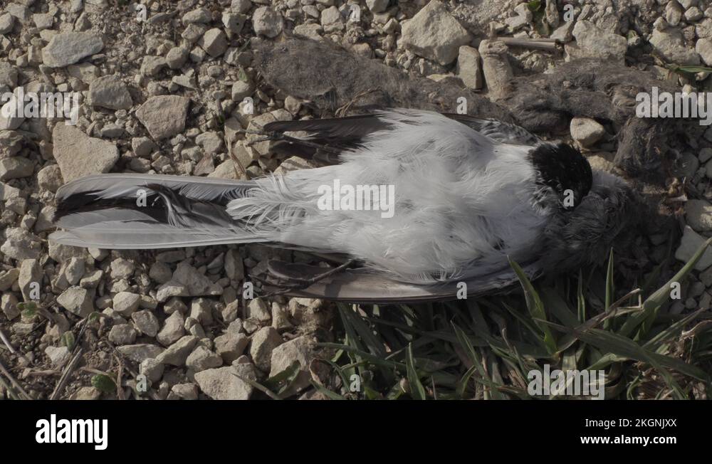 Dead fly lying on Stock Videos & Footage - HD and 4K Video Clips - Alamy