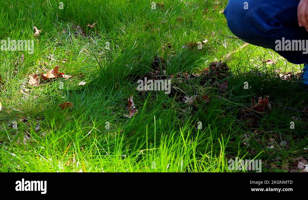 Father and daughter digging in the garden with a blue shovel Stock ...