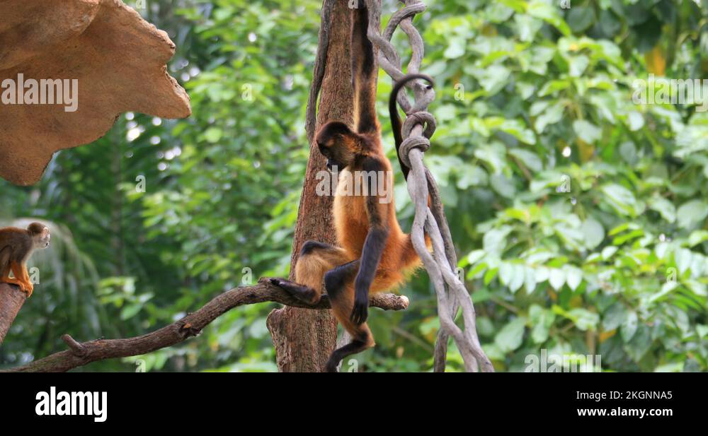 Spider monkey tail Stock Videos & Footage - HD and 4K Video Clips - Alamy