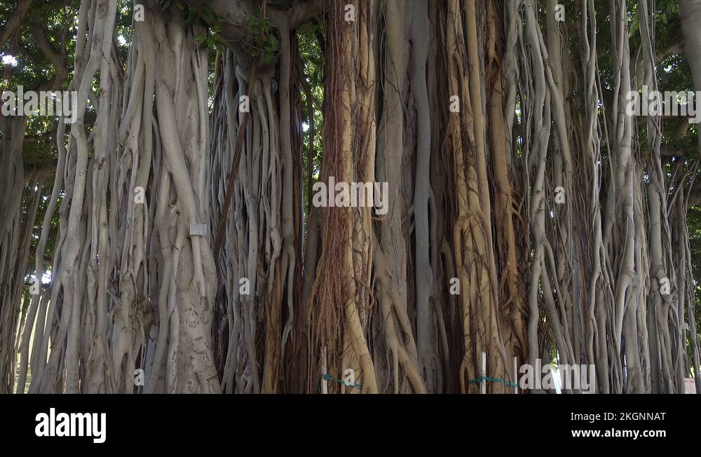 Roots of banyan tree Stock Videos & Footage - HD and 4K Video Clips - Alamy