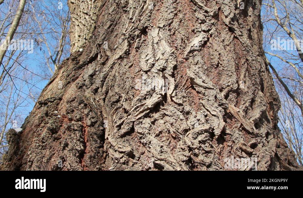 Tan oak Stock Videos & Footage - HD and 4K Video Clips - Alamy