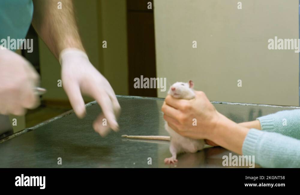 Examination of rat Stock Videos & Footage - HD and 4K Video Clips - Alamy