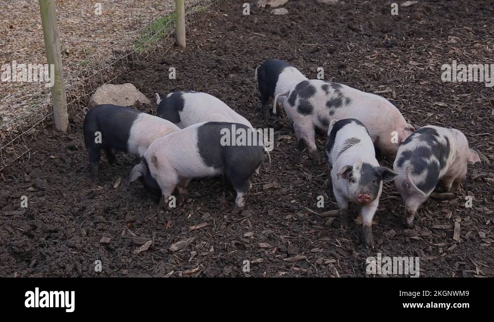 Muddy pig pen Stock Videos & Footage - HD and 4K Video Clips - Alamy