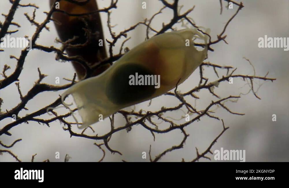 Dogfish embryo Stock Videos & Footage - HD and 4K Video Clips - Alamy
