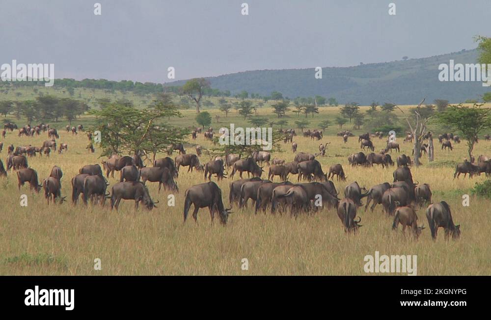Migration into Stock Videos & Footage - HD and 4K Video Clips - Alamy