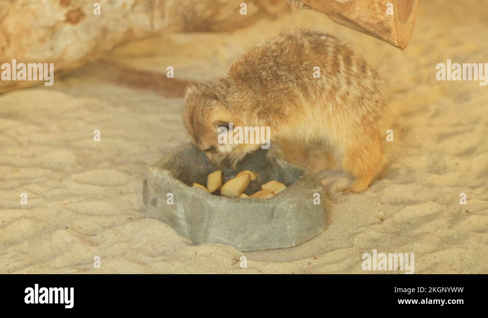 Meerkat eating Stock Videos & Footage - HD and 4K Video Clips - Alamy