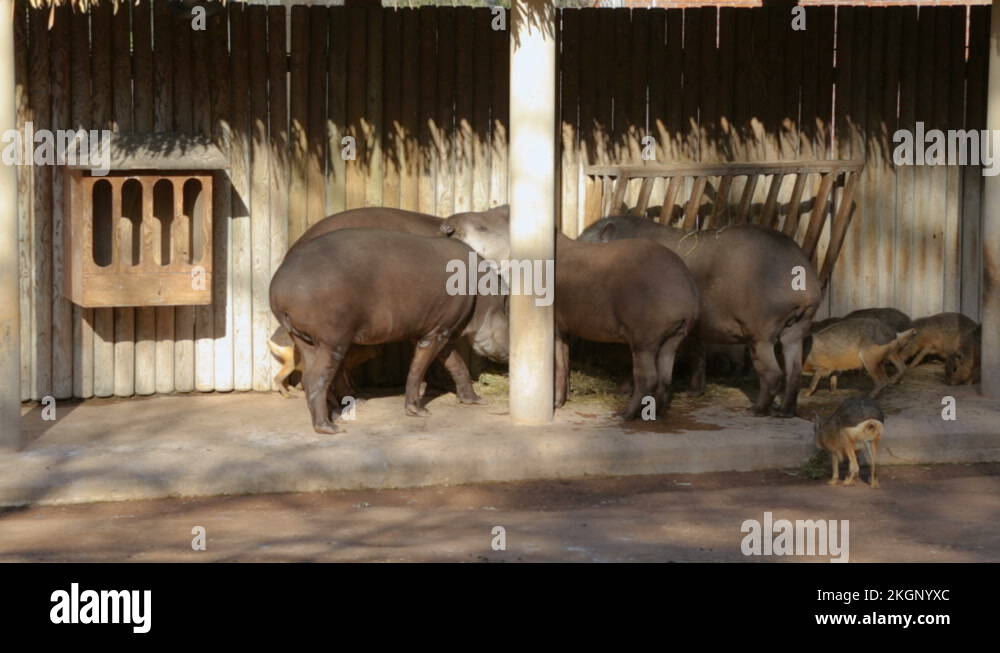 Zoo animals feeding Stock Videos & Footage - HD and 4K Video Clips - Alamy