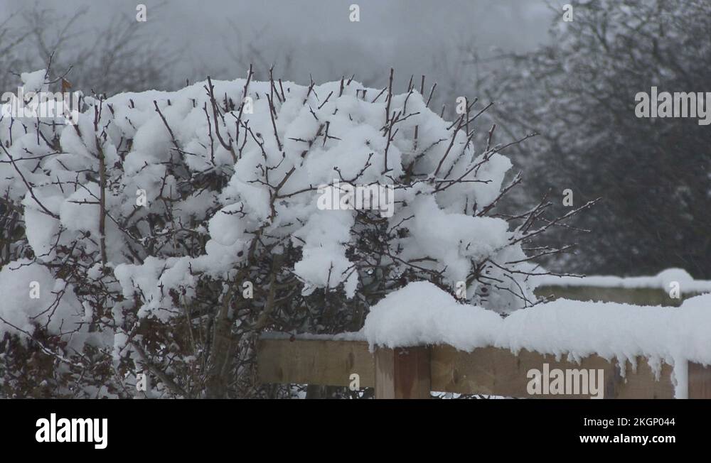 Snow hedge Stock Videos & Footage - HD and 4K Video Clips - Alamy