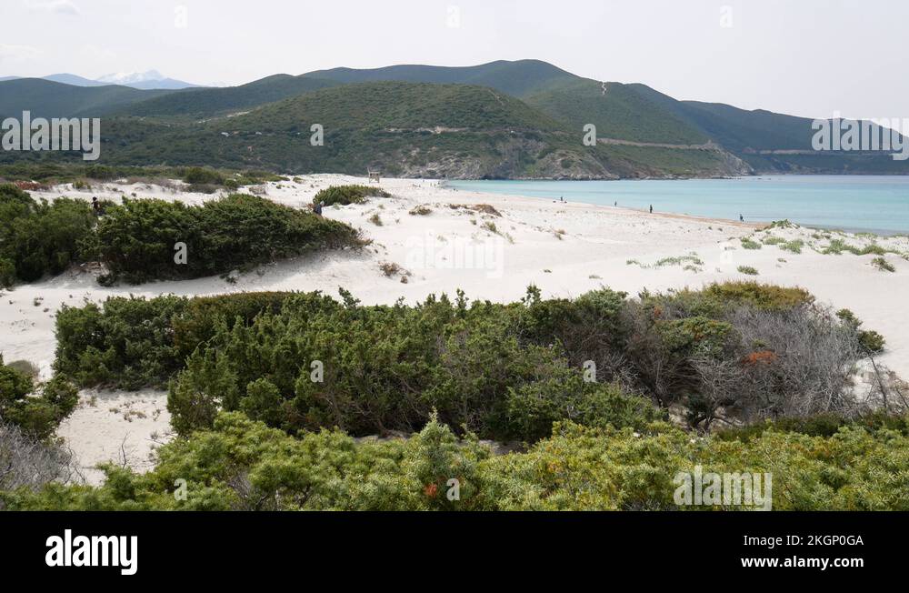 sand dune on Ostriconi beach, Desert des Agriates, Balagne, Corsica ...