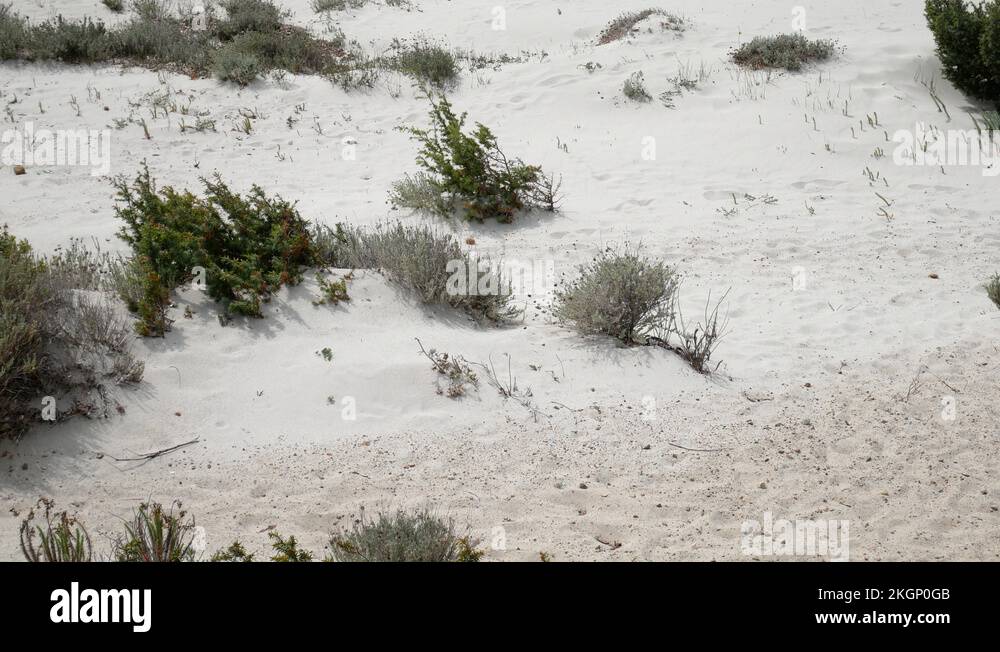 sand dune on Ostriconi beach, Desert des Agriates, Balagne, Corsica ...