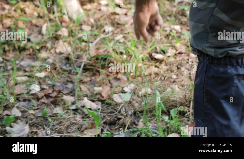 Instruct instructing Stock Videos & Footage - HD and 4K Video Clips - Alamy