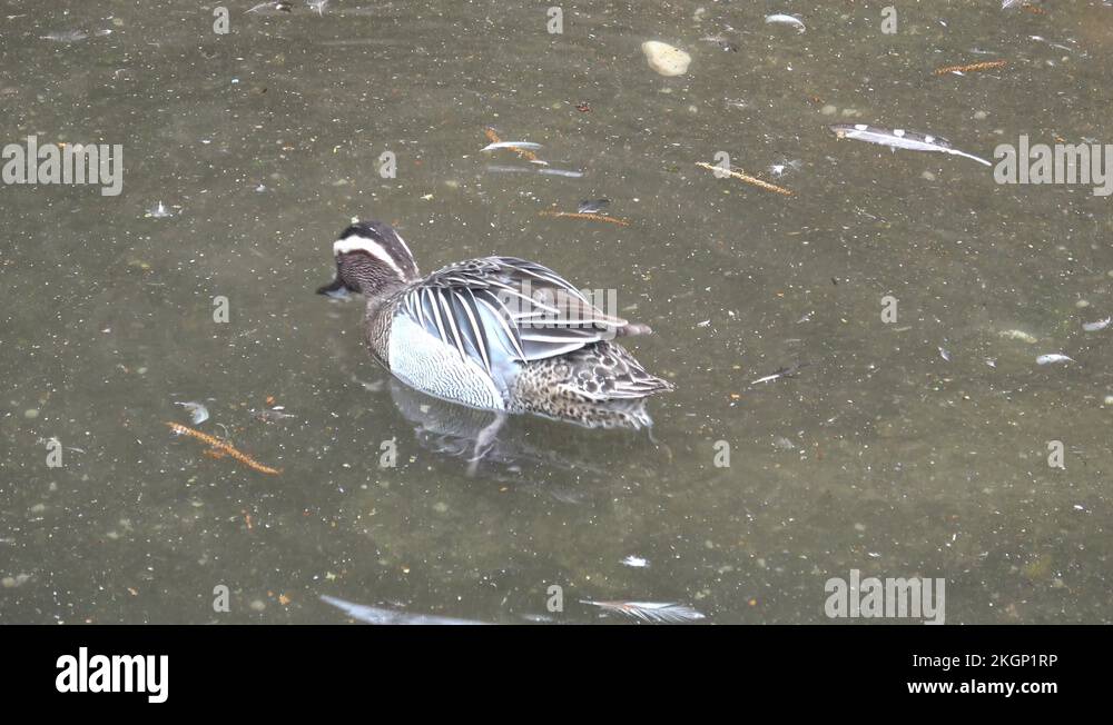 Summer duck Stock Videos & Footage - HD and 4K Video Clips - Alamy