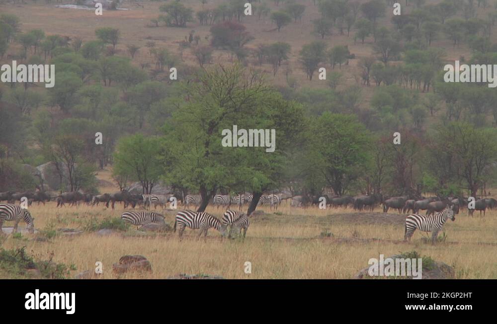 Odd toed ungulates Stock Videos & Footage - HD and 4K Video Clips - Alamy