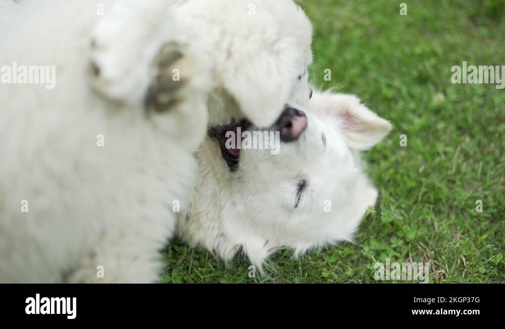 White sheepdogs Stock Videos & Footage - HD and 4K Video Clips - Alamy