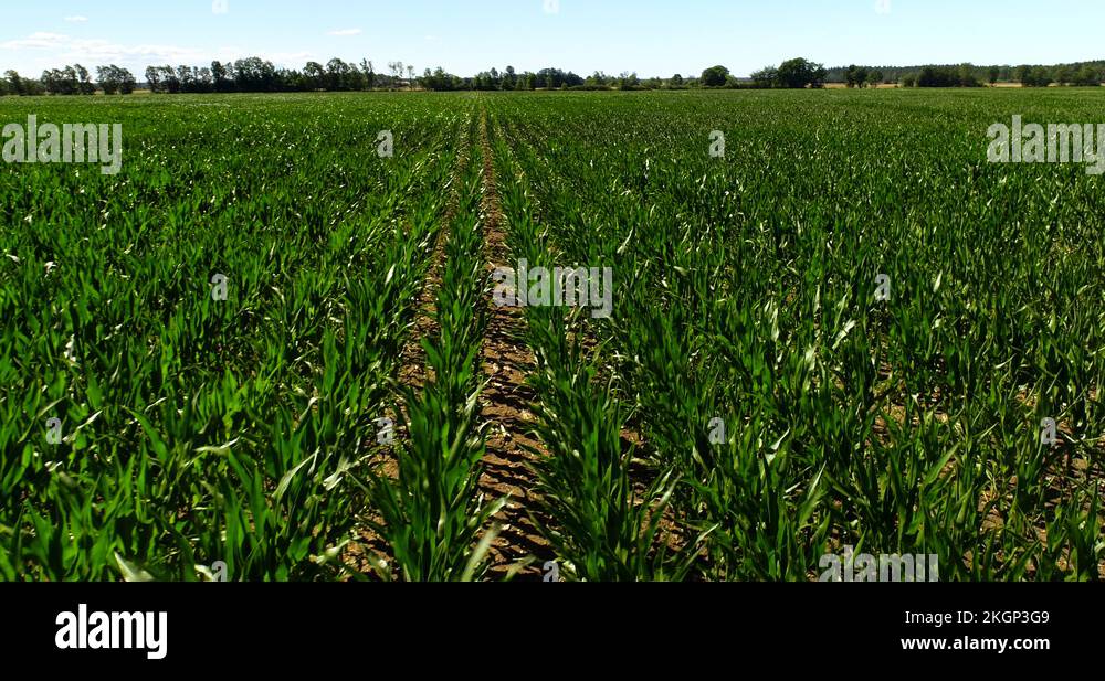 Dying corn plant Stock Videos & Footage - HD and 4K Video Clips - Alamy