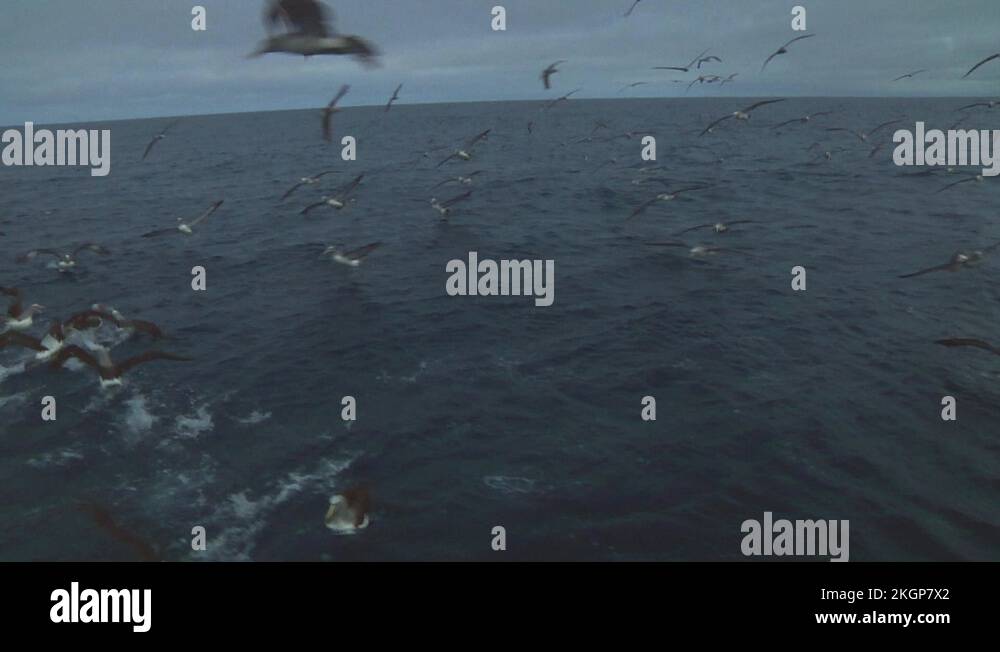 Albatross landing Stock Videos & Footage - HD and 4K Video Clips - Alamy