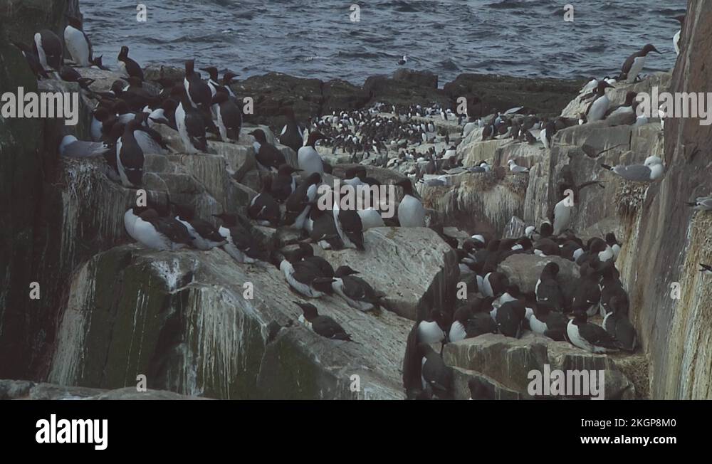 Guillemots colony Stock Videos & Footage - HD and 4K Video Clips - Alamy