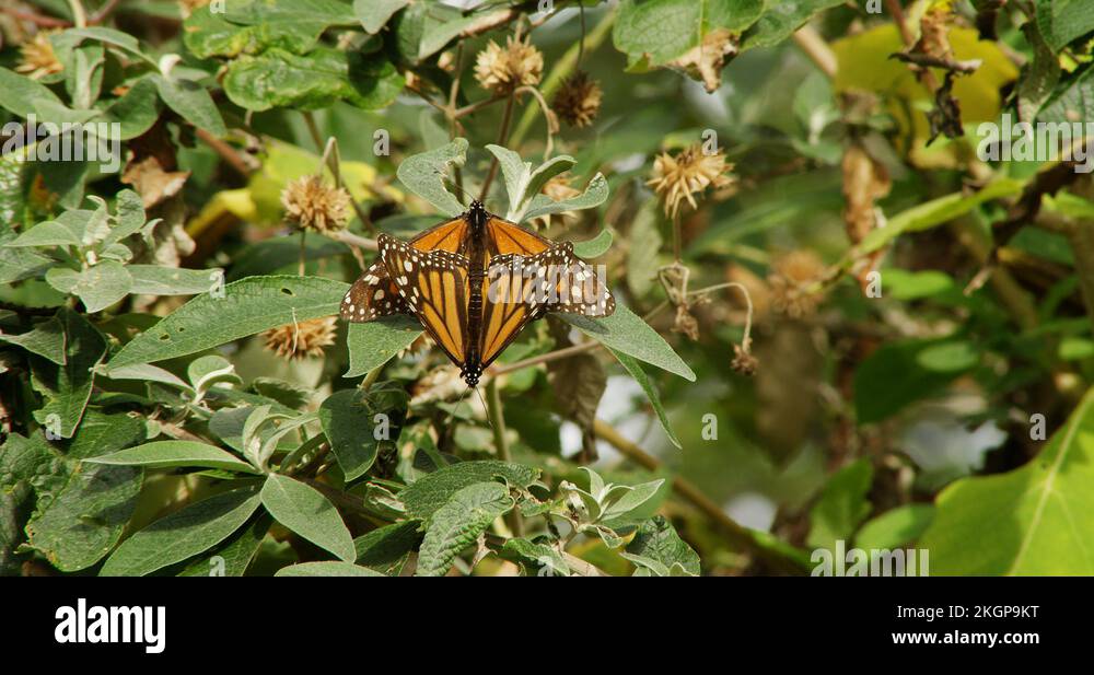 Butterflies, Santa Cruz Monarch Butterfly Grove in Santa Cruz ...
