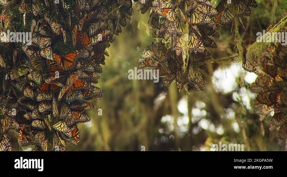 Monarch butterfly grove california Stock Videos & Footage - HD and 4K ...