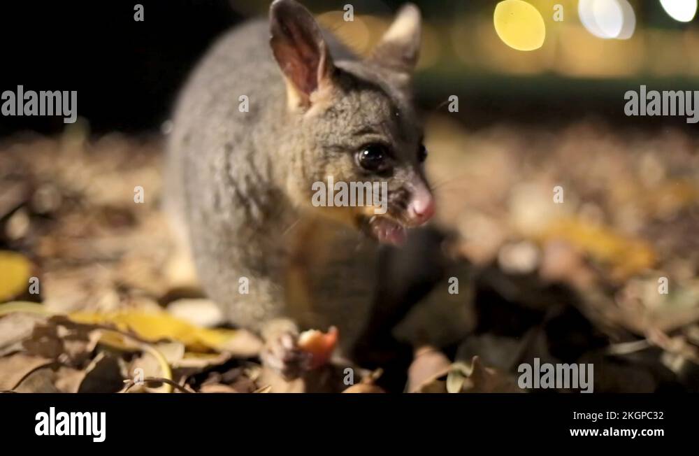 Australian brushtail possum on floor following camera close up sydney ...