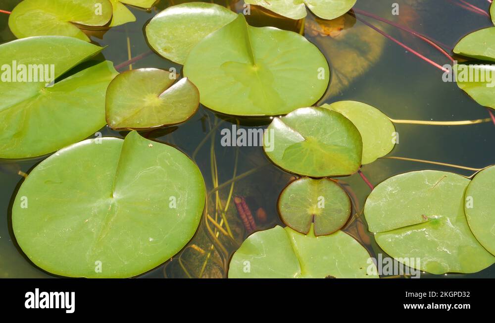 Tranquil floating water lilies Stock Videos & Footage - HD and 4K Video ...