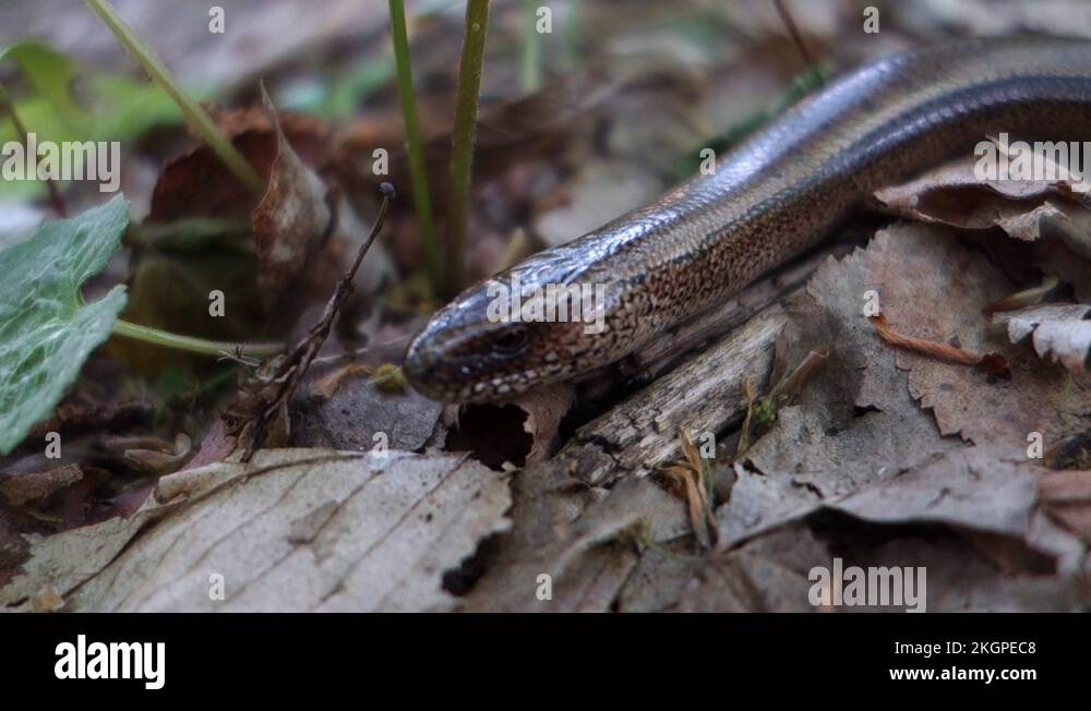 Crawling snake Stock Videos & Footage - HD and 4K Video Clips - Alamy
