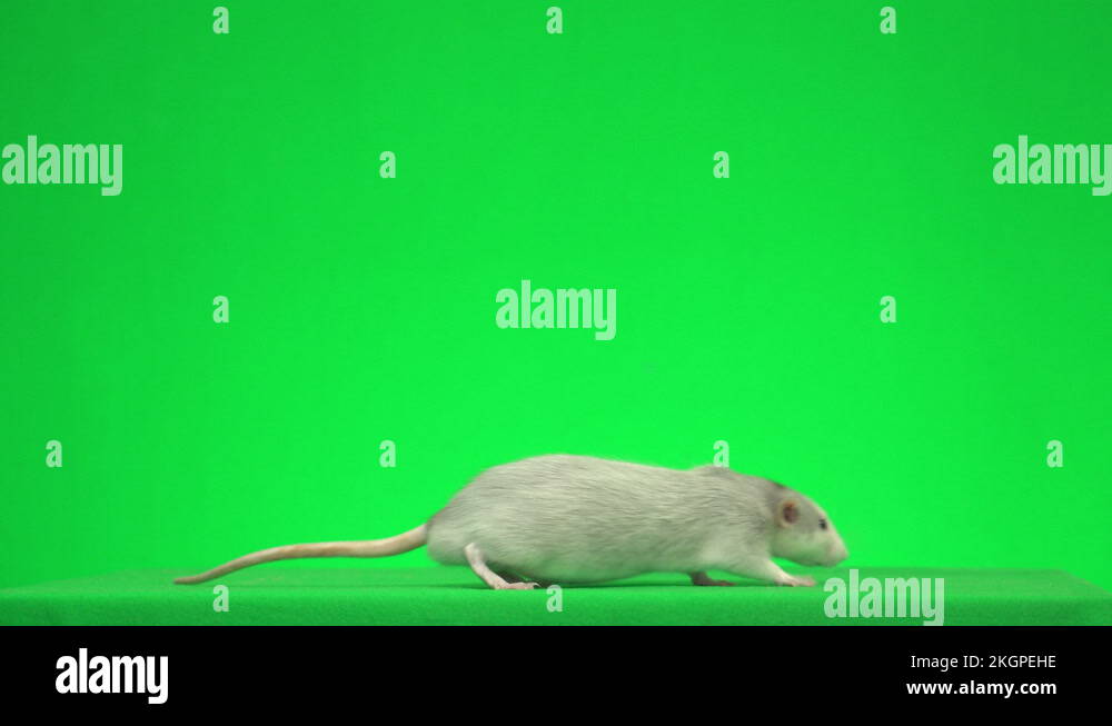 rat stands on its hind legs on a green screen Stock Video Footage - Alamy