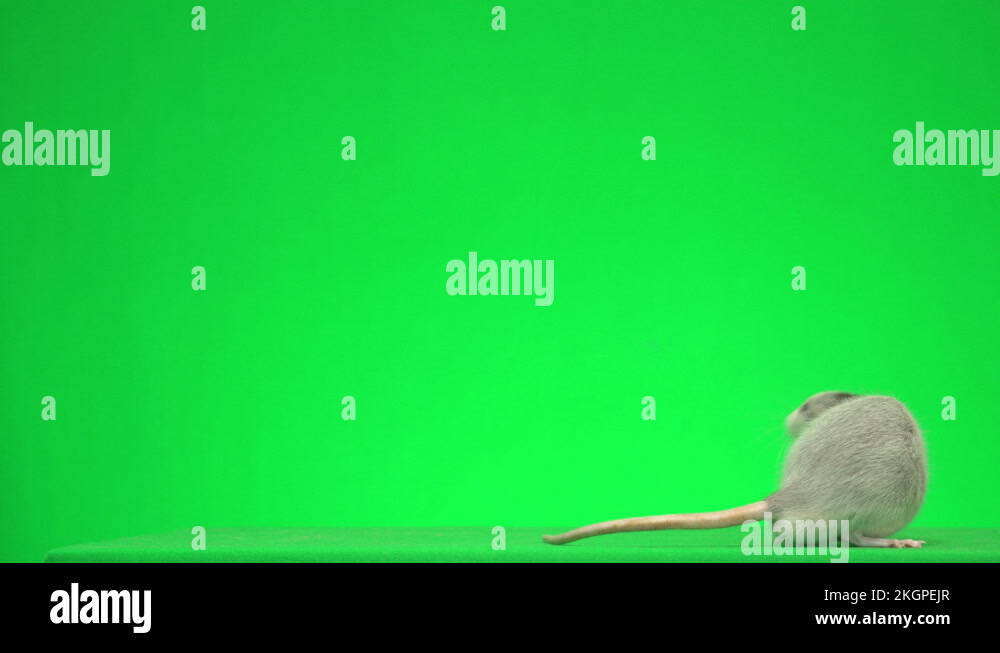 Rat walking Stock Videos & Footage - HD and 4K Video Clips - Alamy