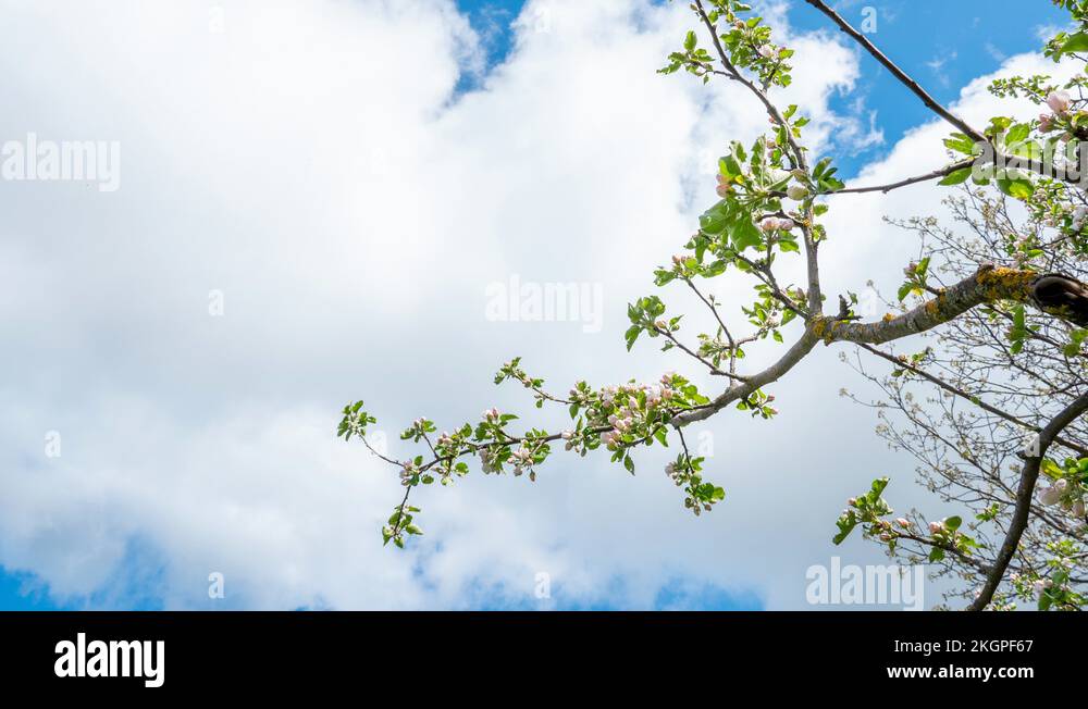 Clouds flow over beautiful spring Stock Videos & Footage - HD and 4K ...