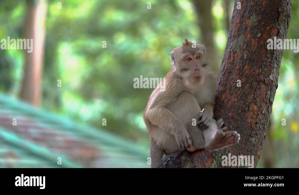 Monkey tree holiday park Stock Videos & Footage - HD and 4K Video Clips ...