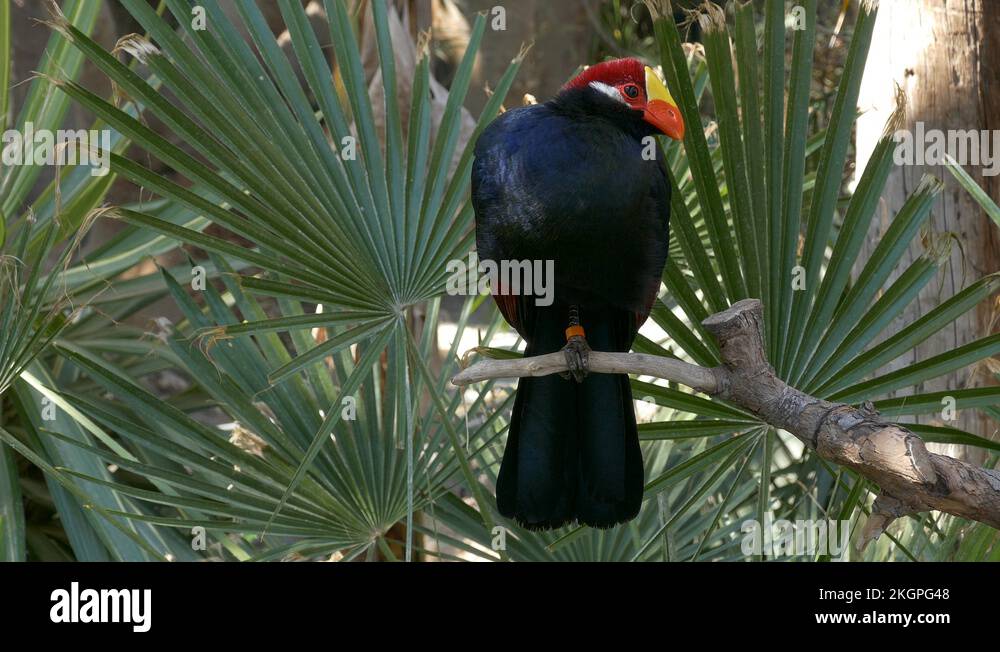 Red and violet bird Stock Videos & Footage - HD and 4K Video Clips - Alamy