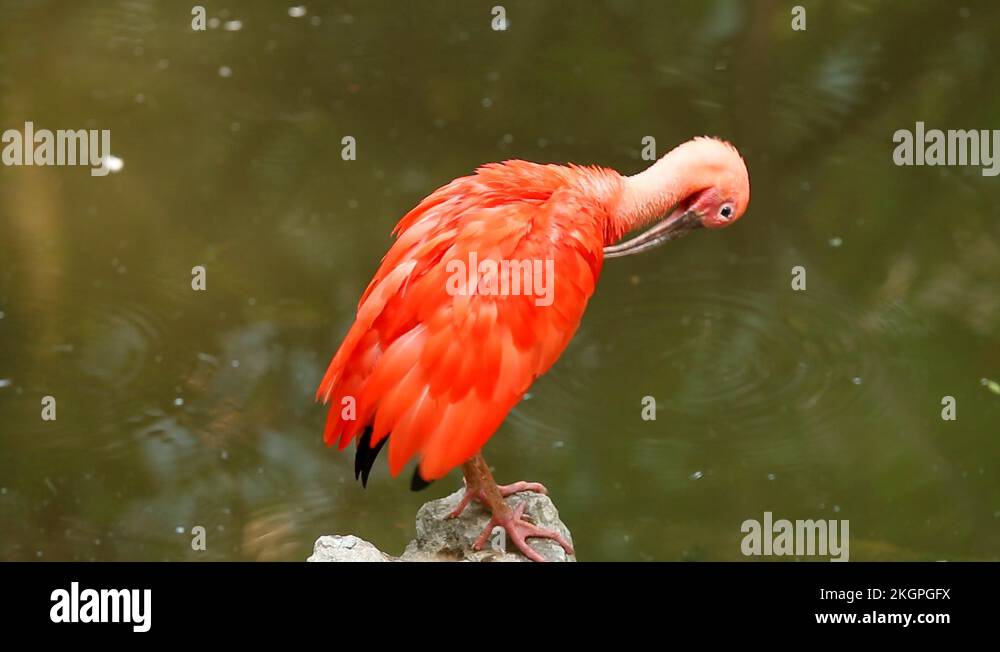 National bird of trinidad and tobago Stock Videos & Footage - HD and 4K ...