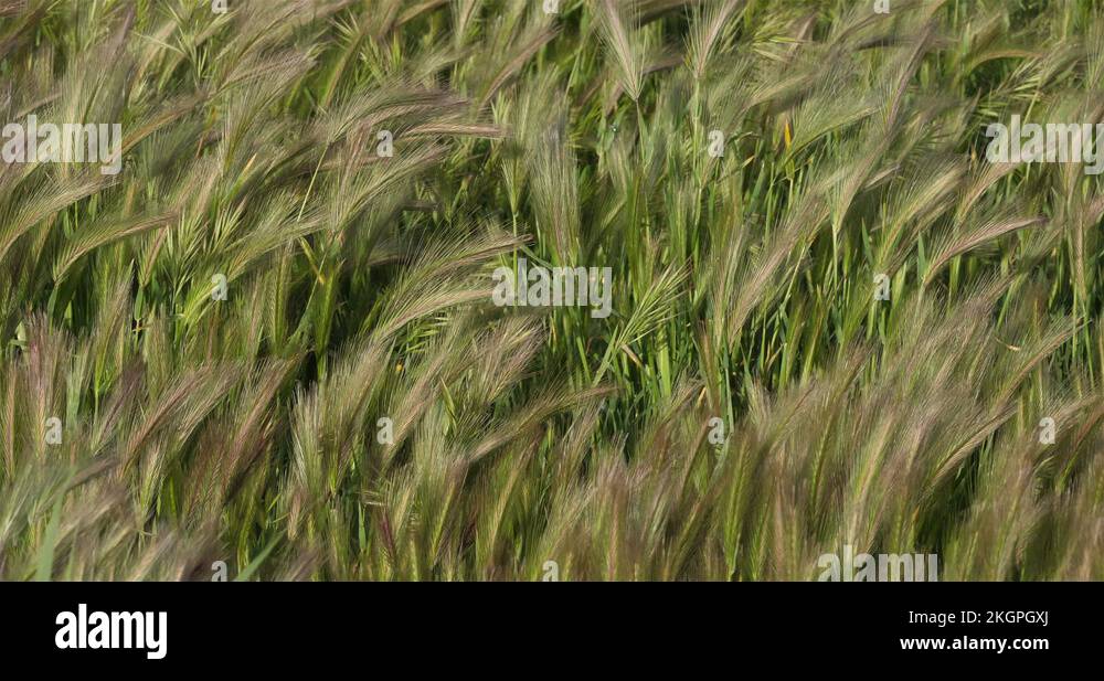 Hordeum murinum, commonly known as wall barley or false barley Stock ...