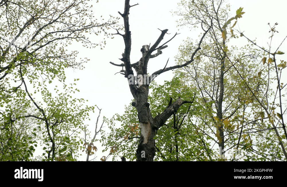 One charred dead burnt tree among deciduous trees with green leaves. 4K ...