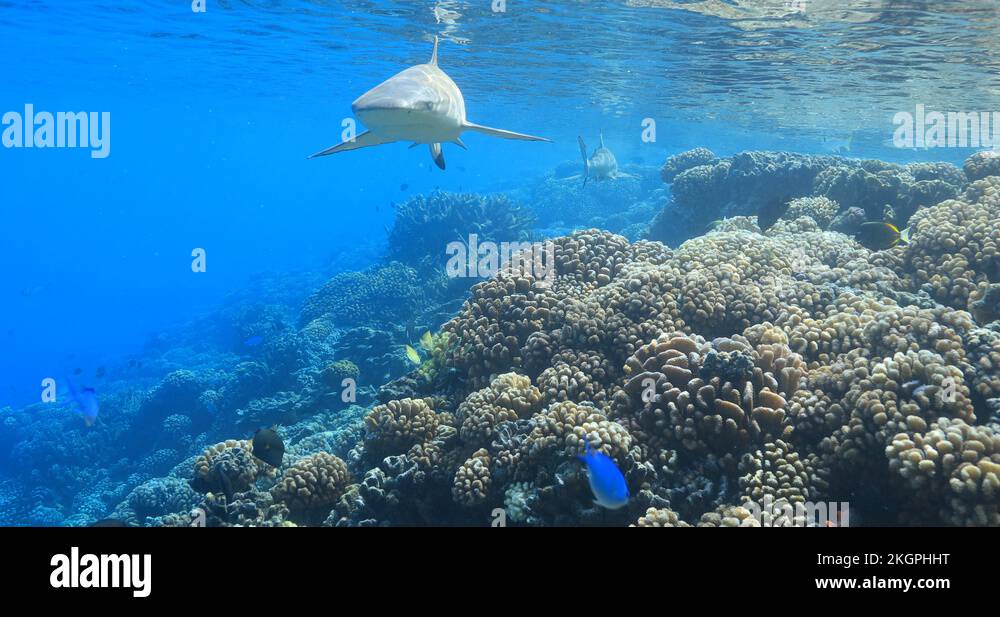Blacktip reef shark patrolling a beautiful coral reef in 4K Fakarava ...