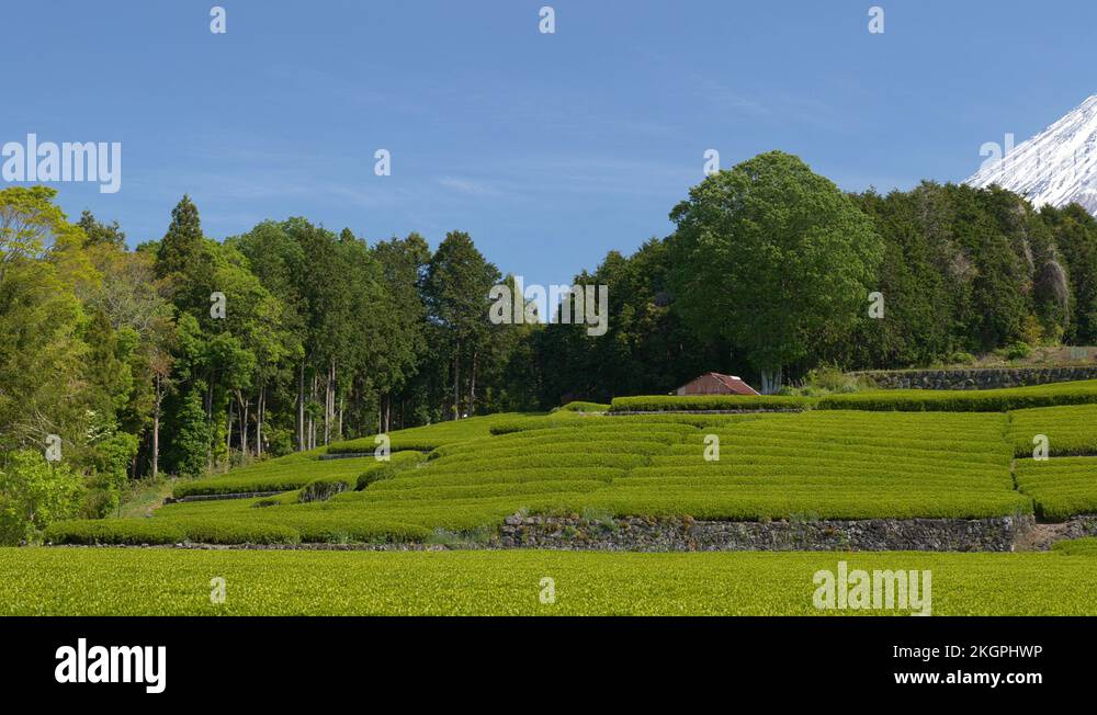 Japanese tea fields, Shizuoka Prefecture, Fuji, Japan. Gimbal, Moving ...