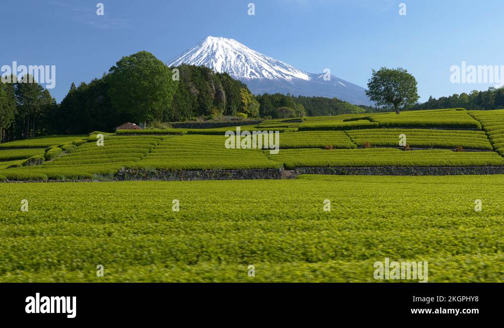 Tea fields japan Stock Videos & Footage - HD and 4K Video Clips - Alamy