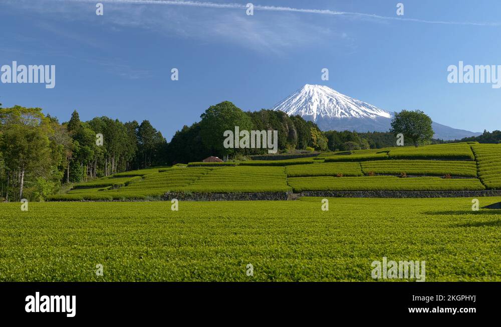 Japanese tea fields, Shizuoka Prefecture, Fuji, Japan. Gimbal, Moving ...