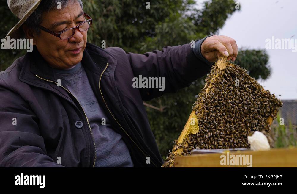 Chinese beekeeper working among apiaries carefully Stock Video Footage ...