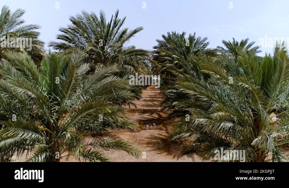 Desert plantation Stock Videos & Footage - HD and 4K Video Clips - Alamy