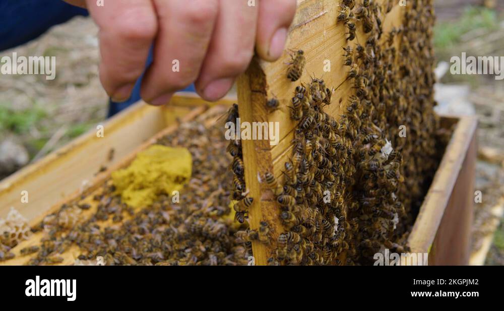 Dotted bee fly Stock Videos & Footage - HD and 4K Video Clips - Alamy